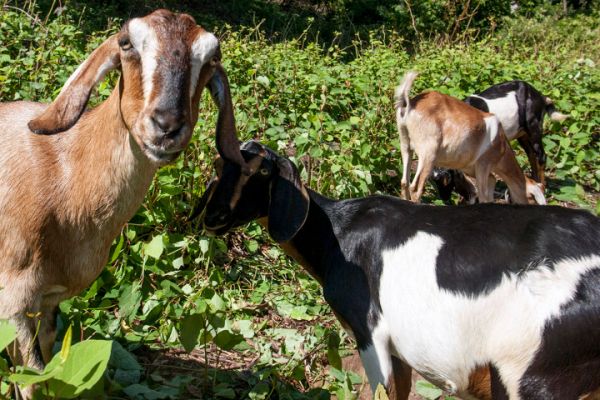 "Green Goats" help Celebrate Fall at the Arboretum | Tips From Town