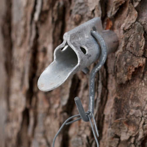 Free Trees and Free Planting | Tips From Town