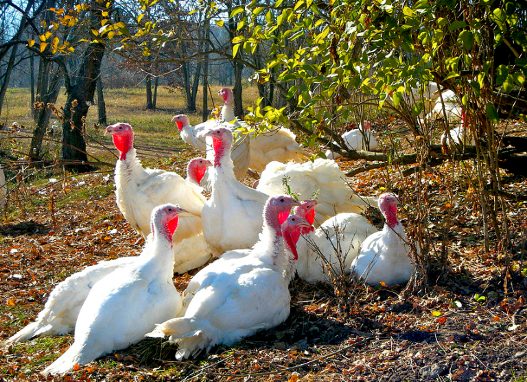 Fresh Pasture-Fed, Cage Free, Farm-Raised Turkey | Tips From Town